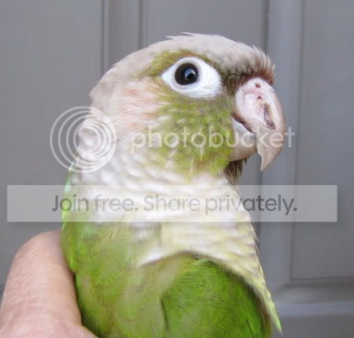 His Broken Beak Is So Much Better Now | Avian Avenue Parrot Forum