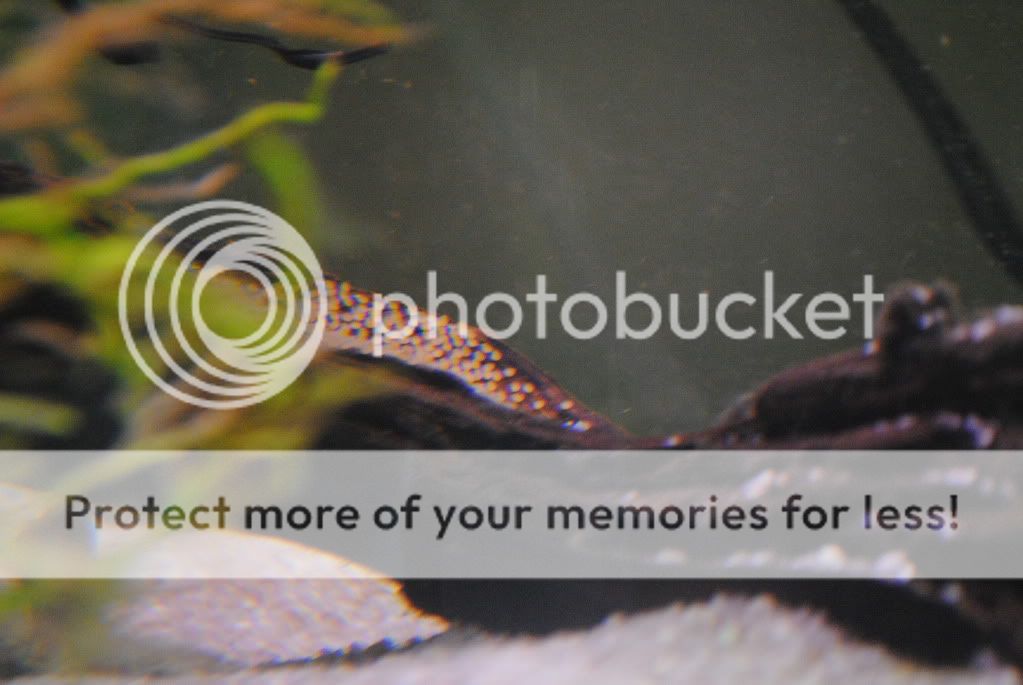 Moar BR babies!!! | Cichlid Fish Forum