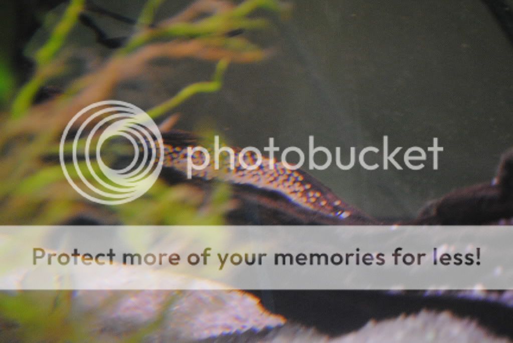 Moar BR babies!!! | Cichlid Fish Forum